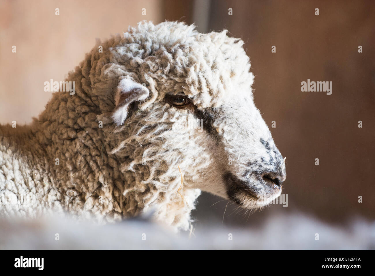A head shot of a sheep Stock Photo - Alamy