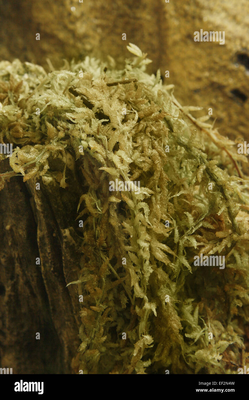 spaghum moss in vivarium Stock Photo - Alamy