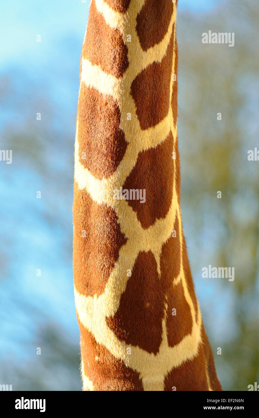 Giraffe neck detail Stock Photo - Alamy