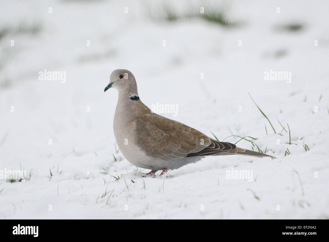 Collared dove snow hi-res stock photography and images - Alamy