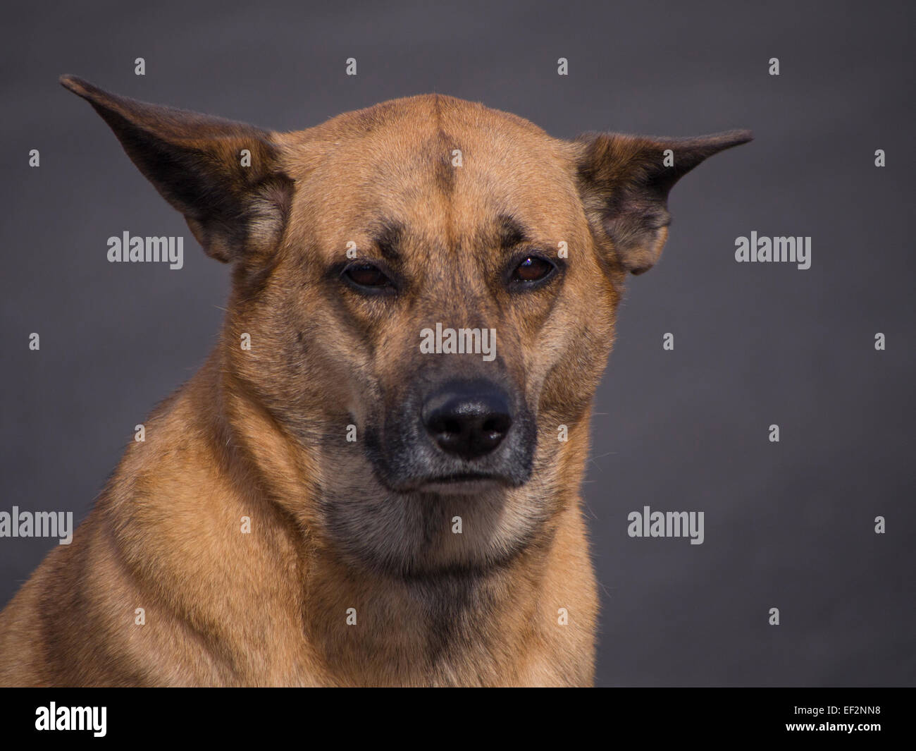 Young German sheppard mixed boxer Stock Photo - Alamy