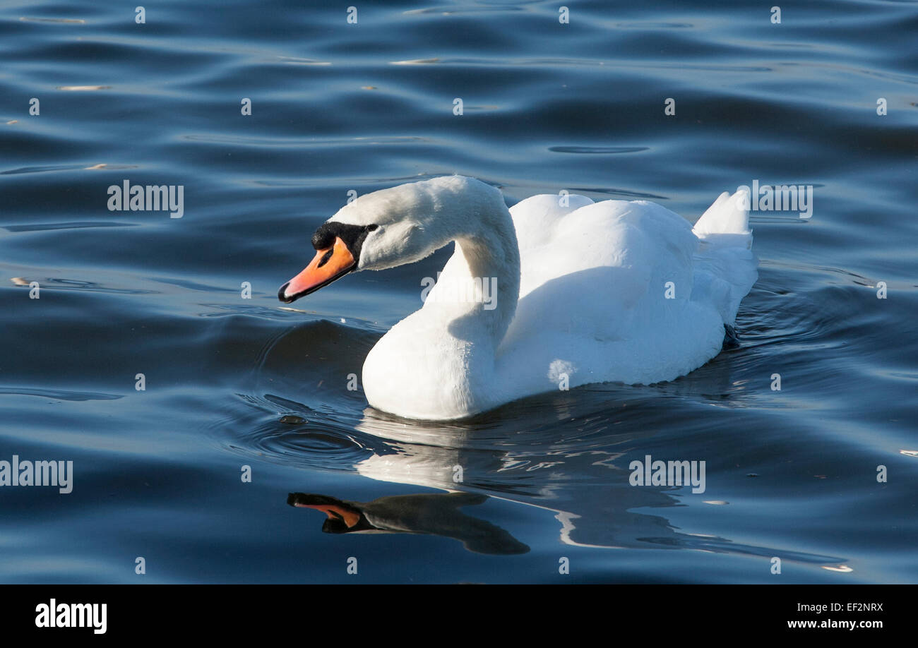 Neck stretched hi-res stock photography and images - Alamy