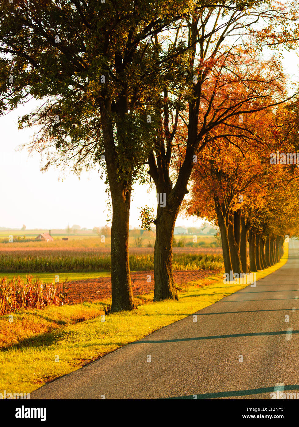 Road running through autumn fall tree alley. Beautiful autumnal ...