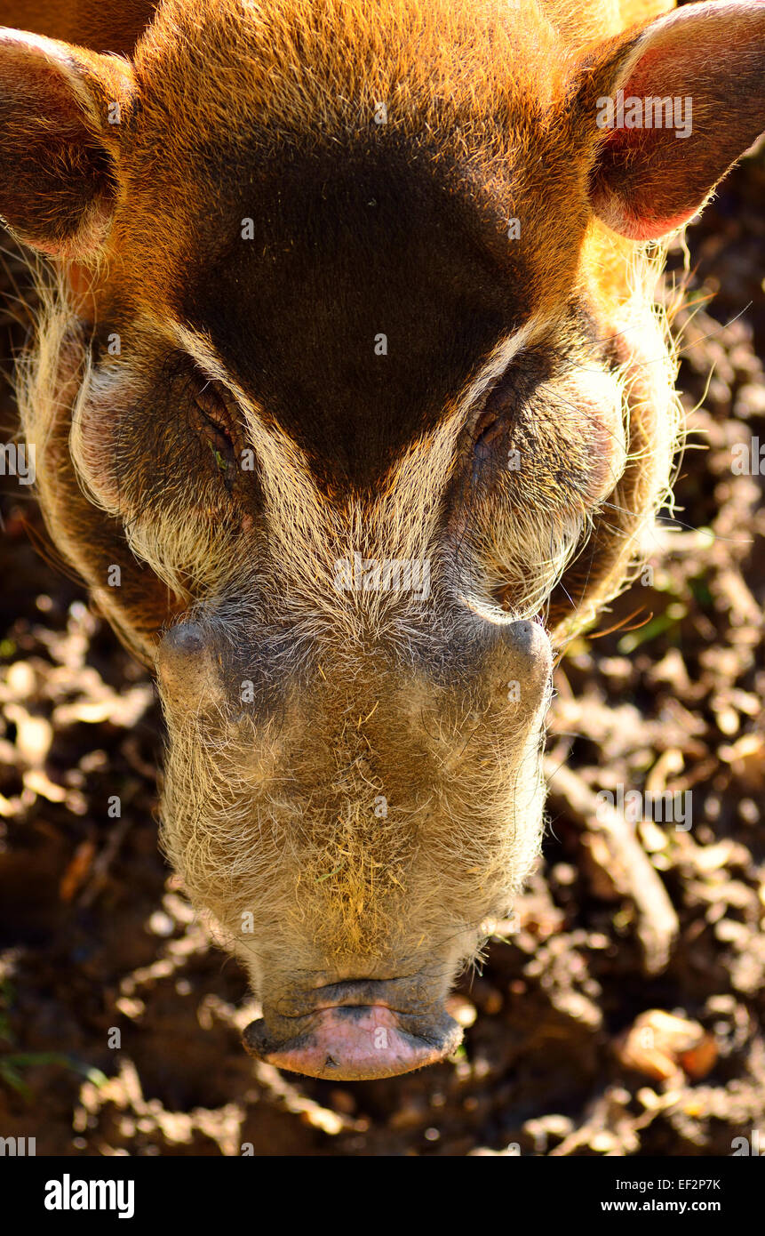 Hog hair hi-res stock photography and images - Alamy