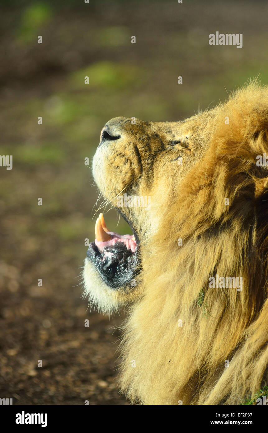 Roaring lion head hi-res stock photography and images - Alamy