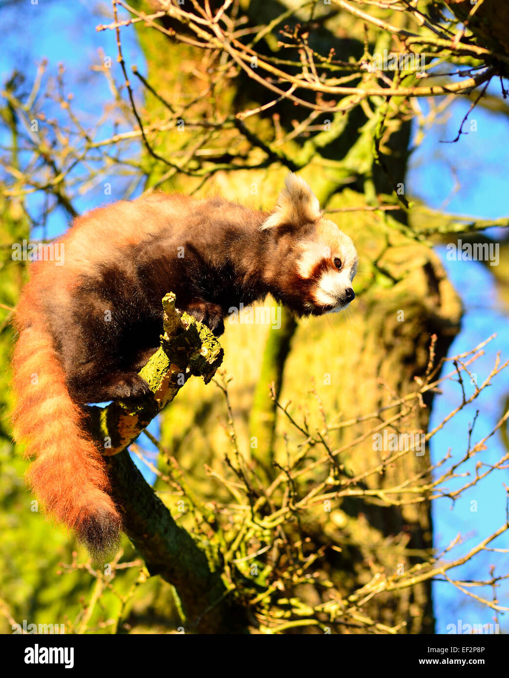 Baby red panda hi-res stock photography and images - Alamy