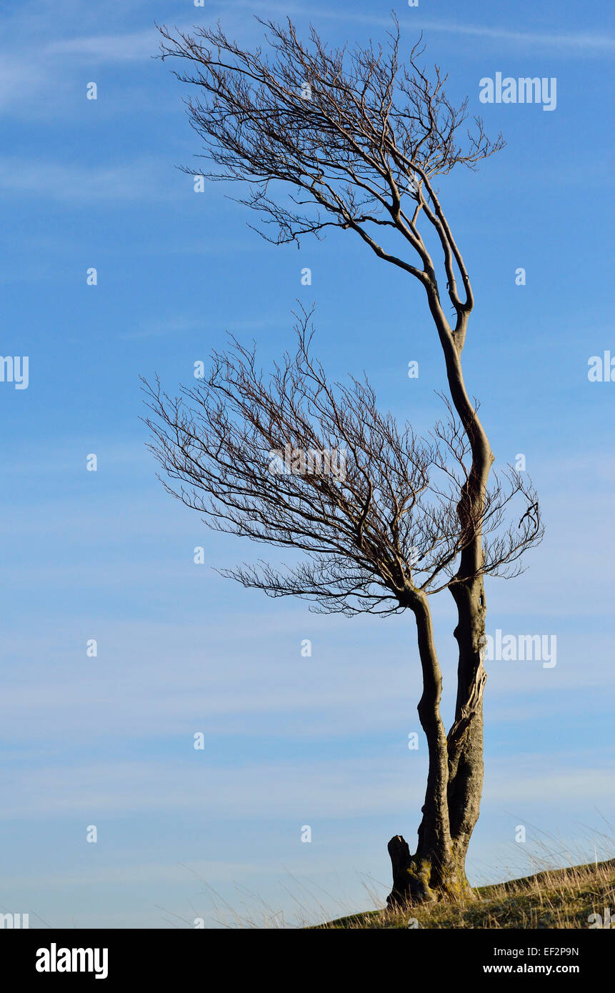 Stunted Growth High Resolution Stock Photography and Images - Alamy