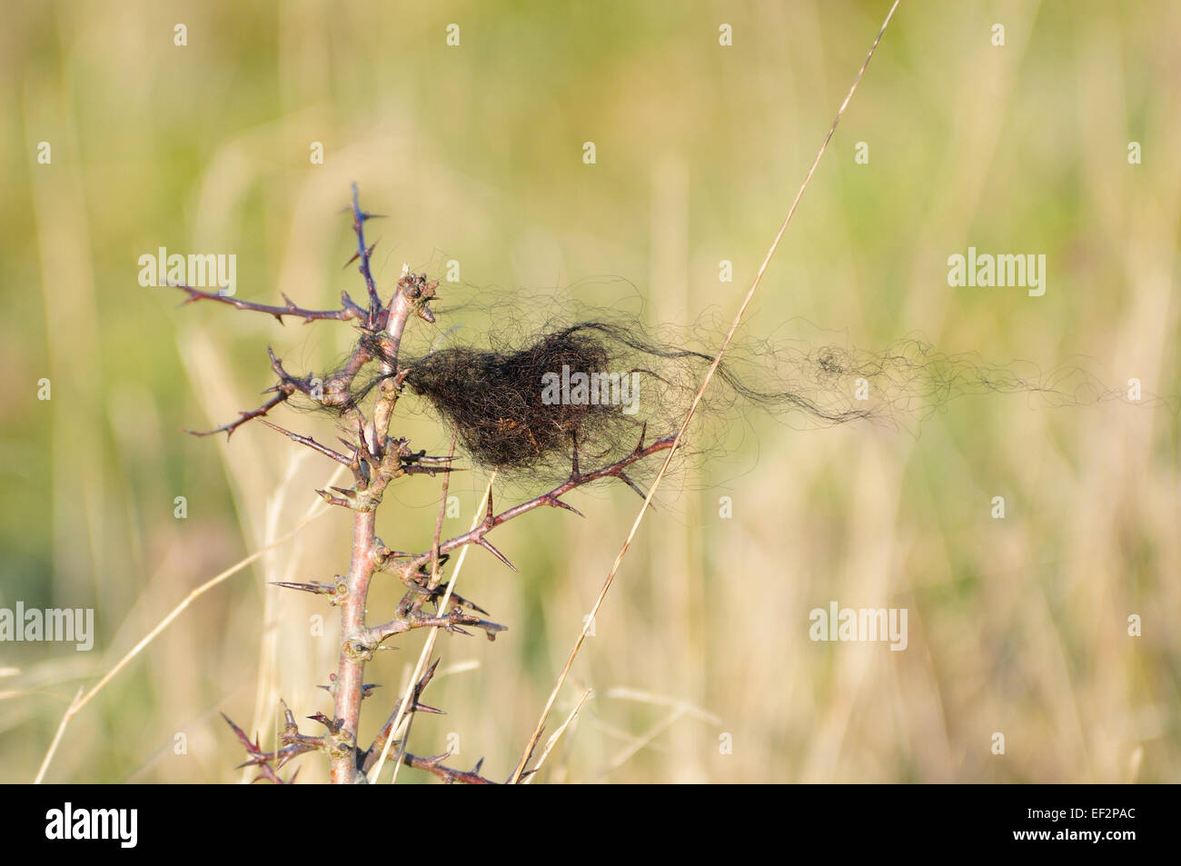 Black Wool Stock Photos & Black Wool Stock Images - Alamy