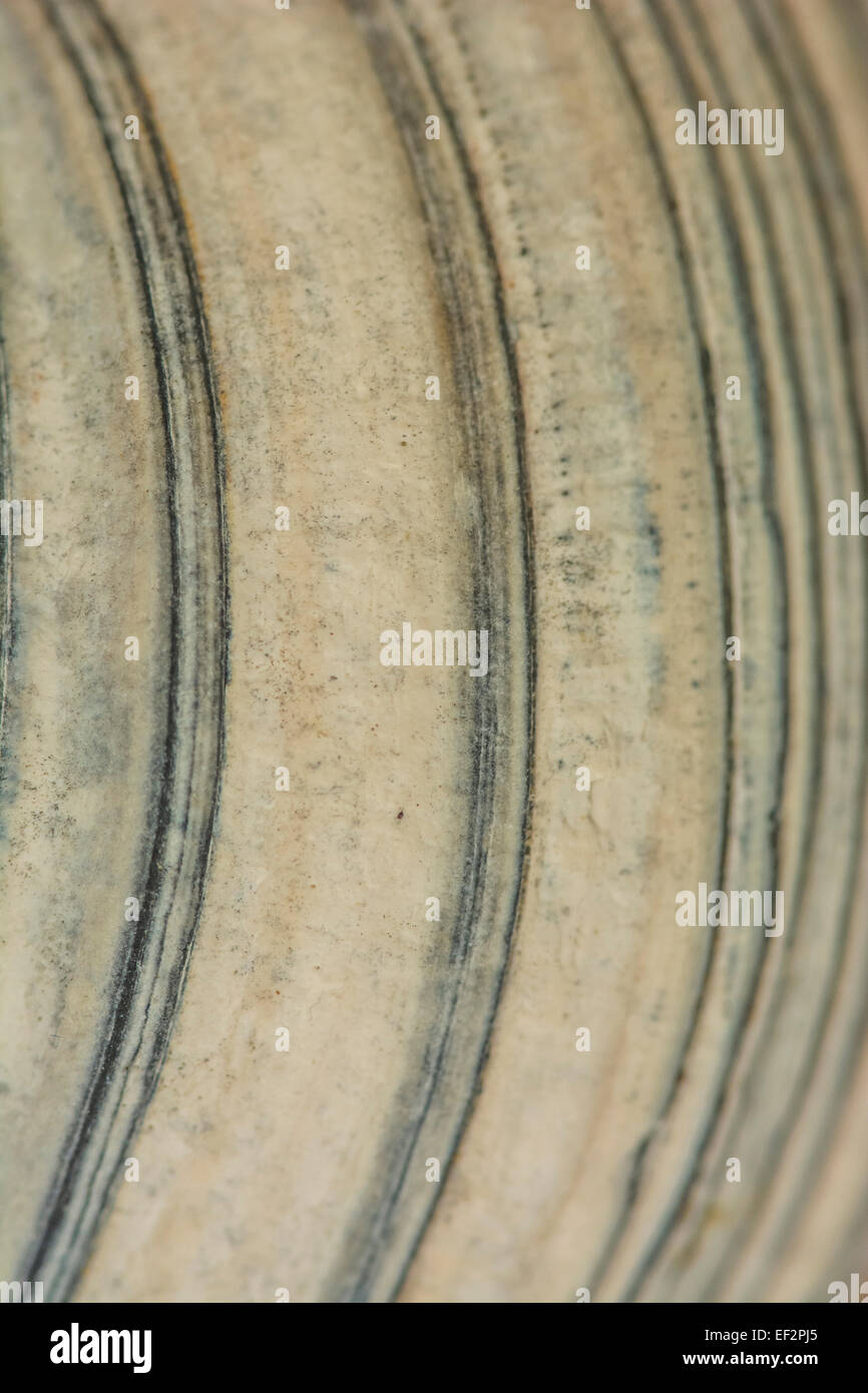 Seashell texture hi-res stock photography and images - Alamy