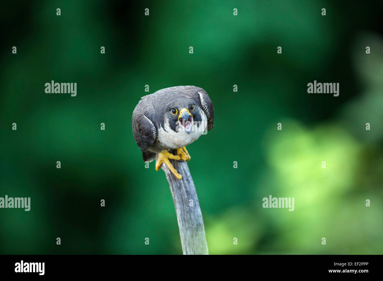 Angry peregrine falcon hi-res stock photography and images - Alamy