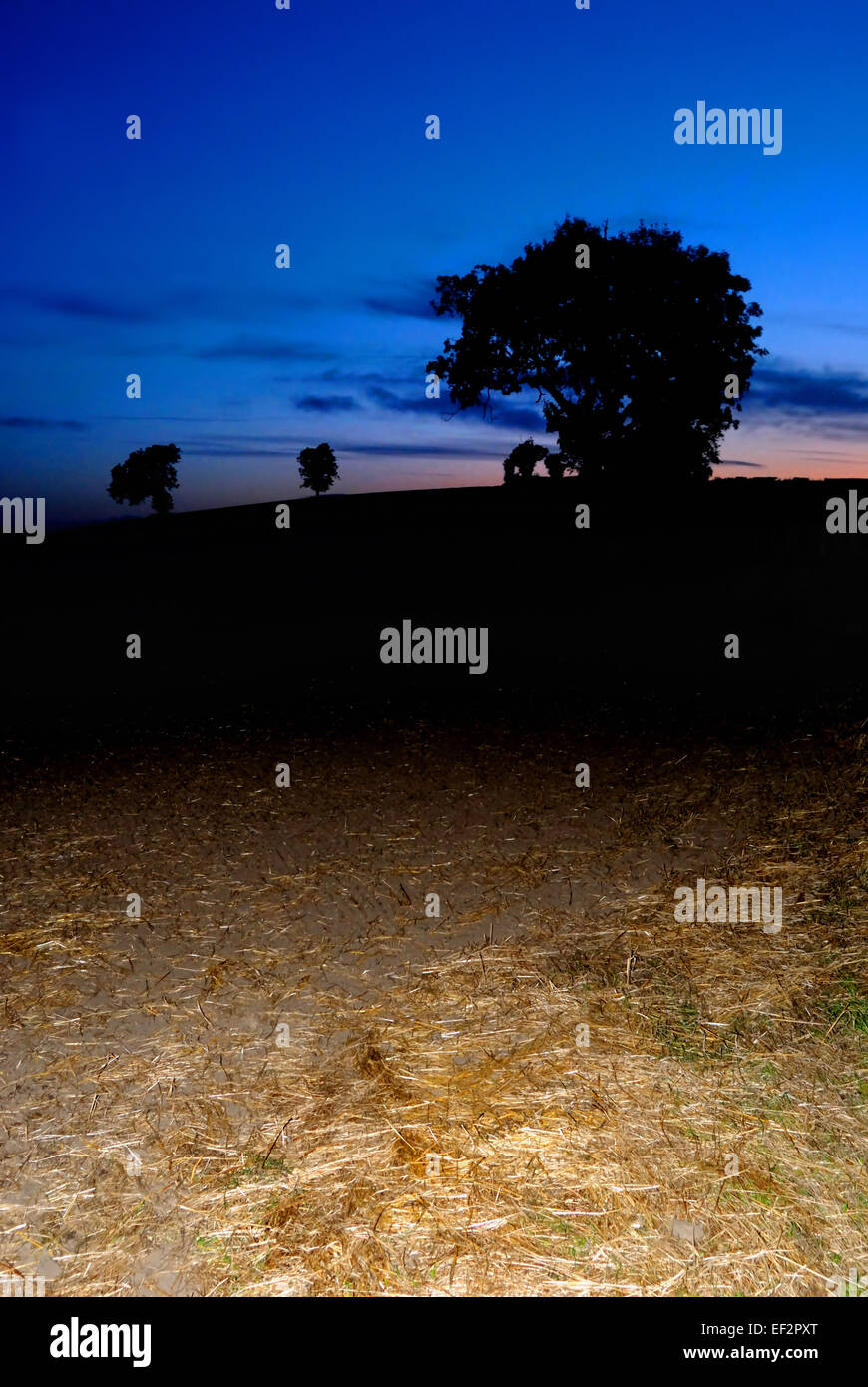 Trees at sunset Stock Photo - Alamy