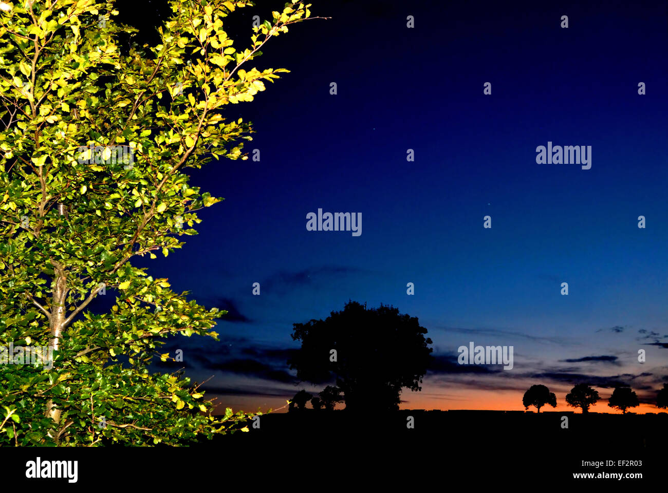 Trees at sunset Stock Photo - Alamy
