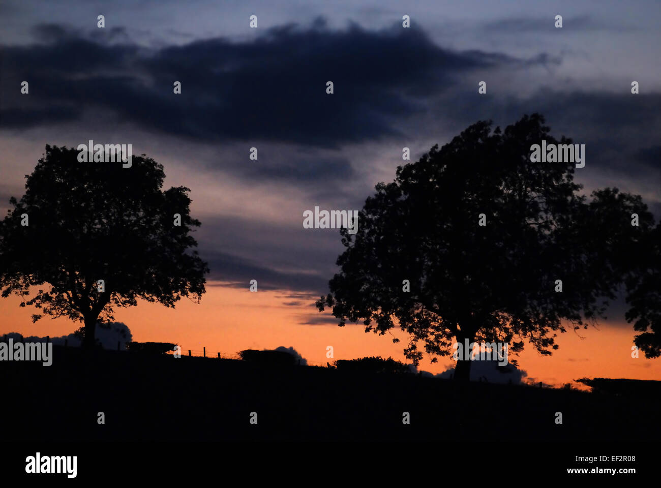 Trees at sunset Stock Photo - Alamy