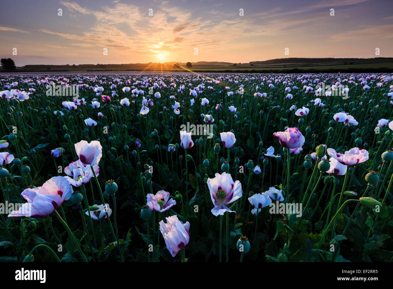 Opium poppies growing in a field near Morden, Dorset, United Kingdom ...