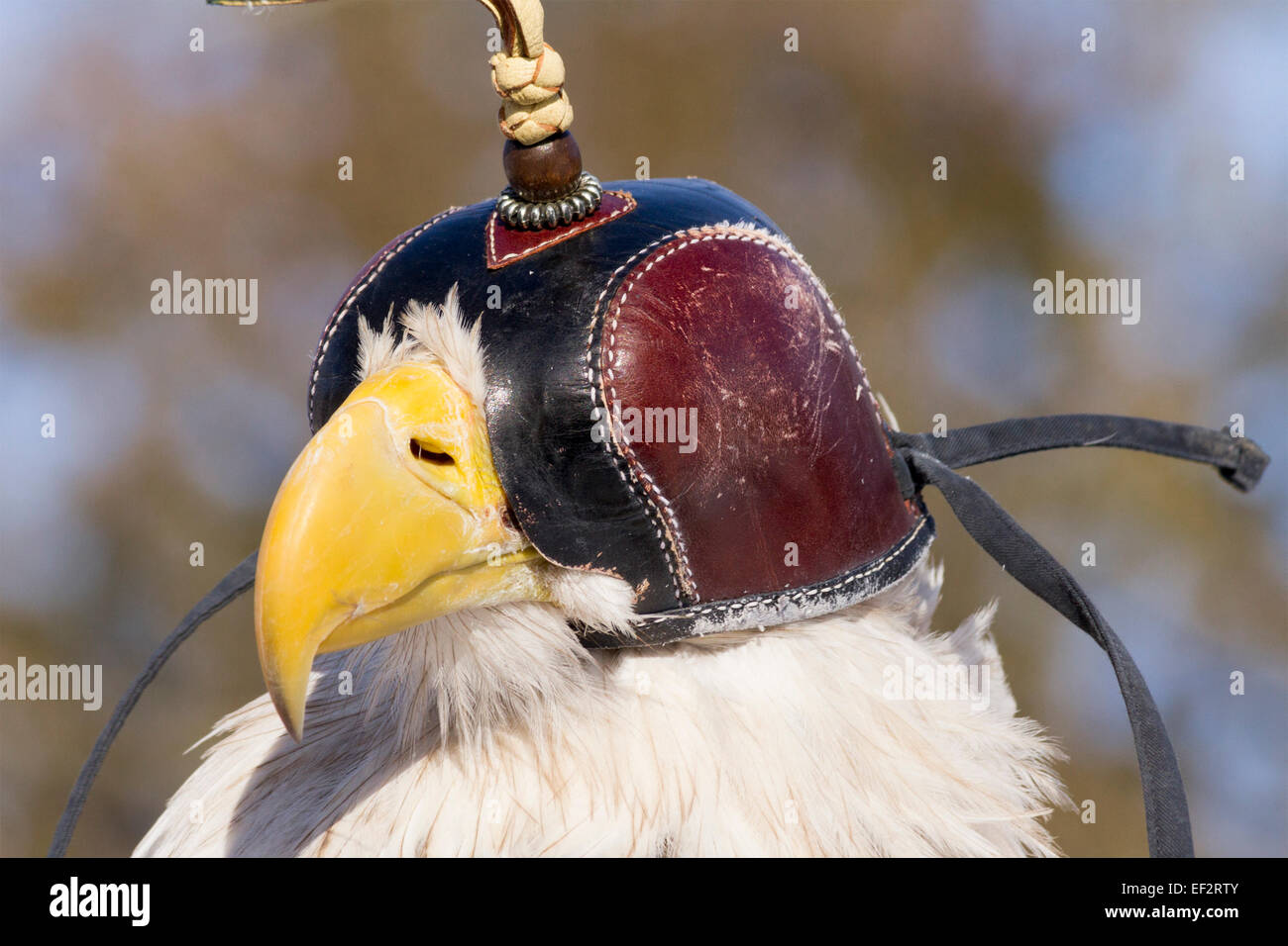 North American Bald Eagle wearing a falconry hood Stock Photo - Alamy