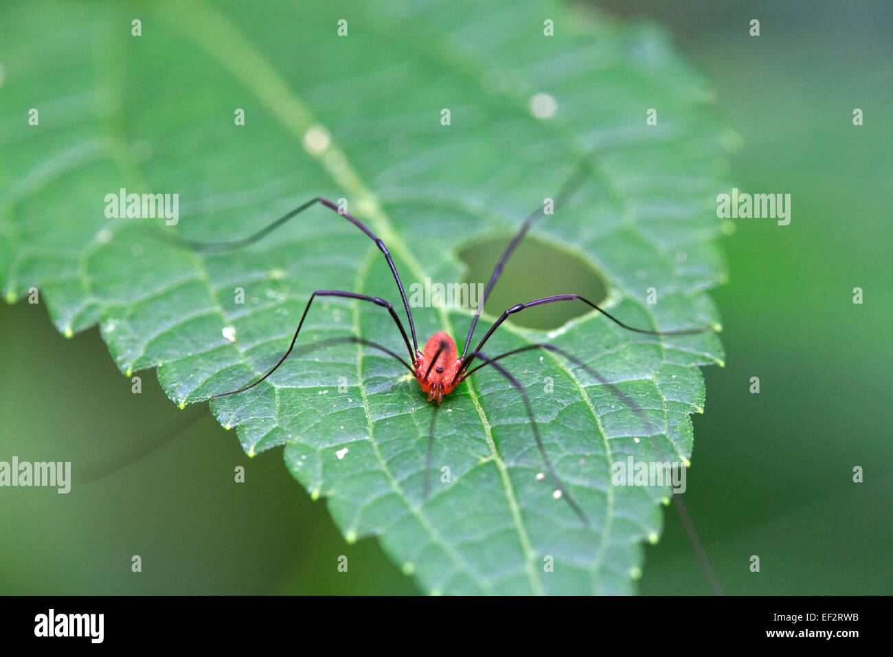 Harvest spiders hi-res stock photography and images - Alamy