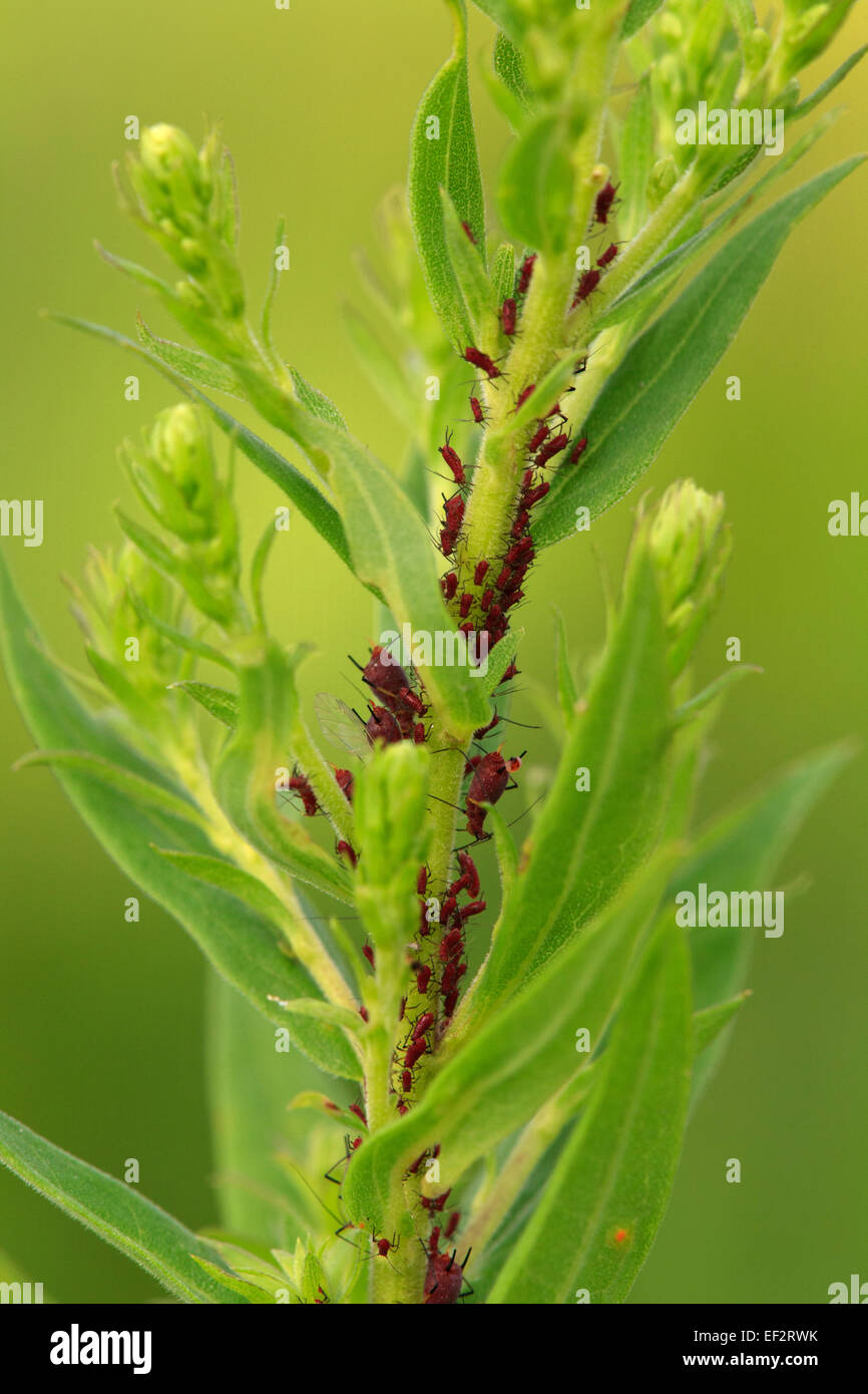 Red aphids (Uroleucon sp.) feasting on a plant stem Stock Photo - Alamy