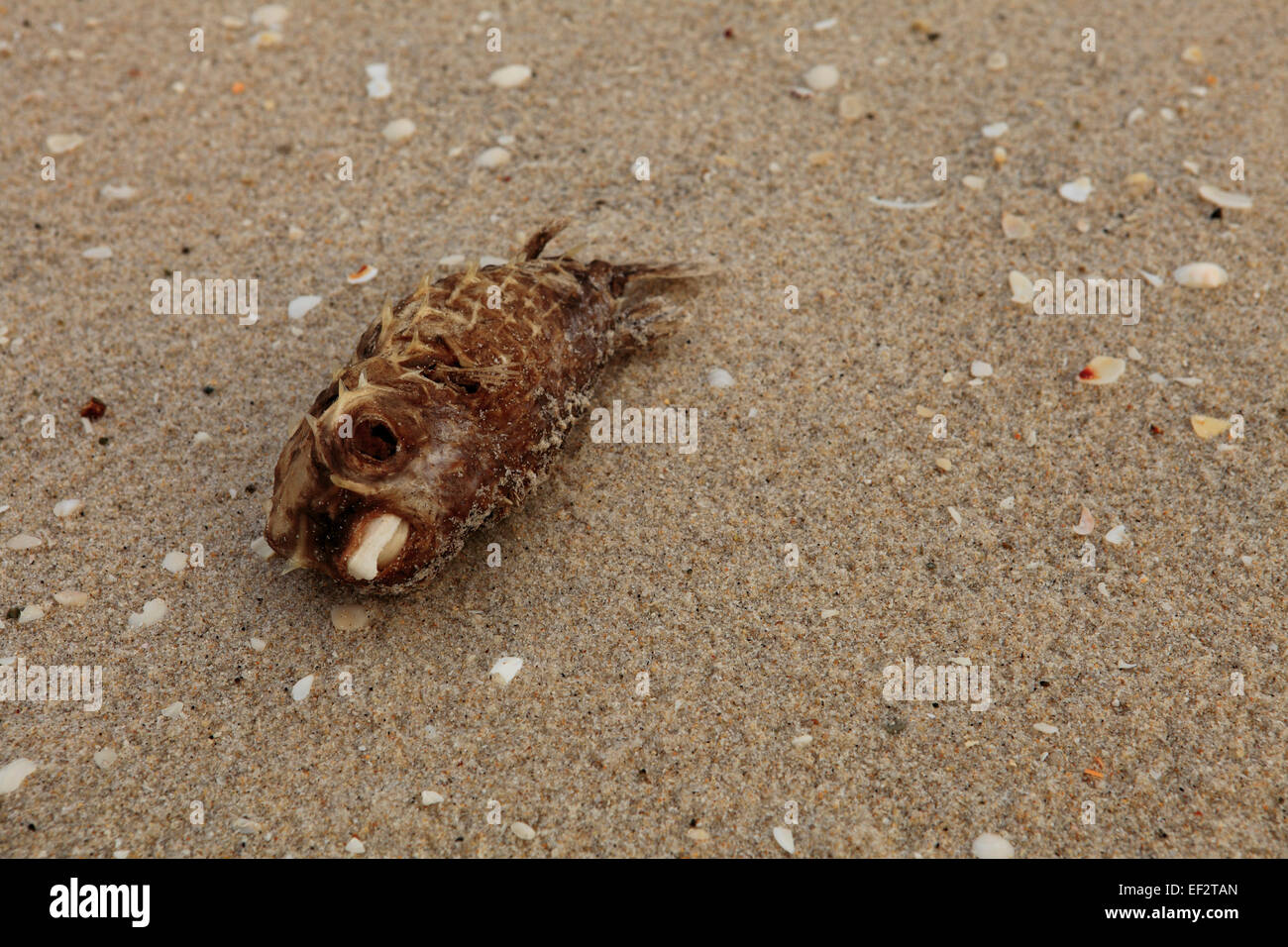 Rotting Fish, Shelley Beach, Western Australia Stock Photo - Alamy