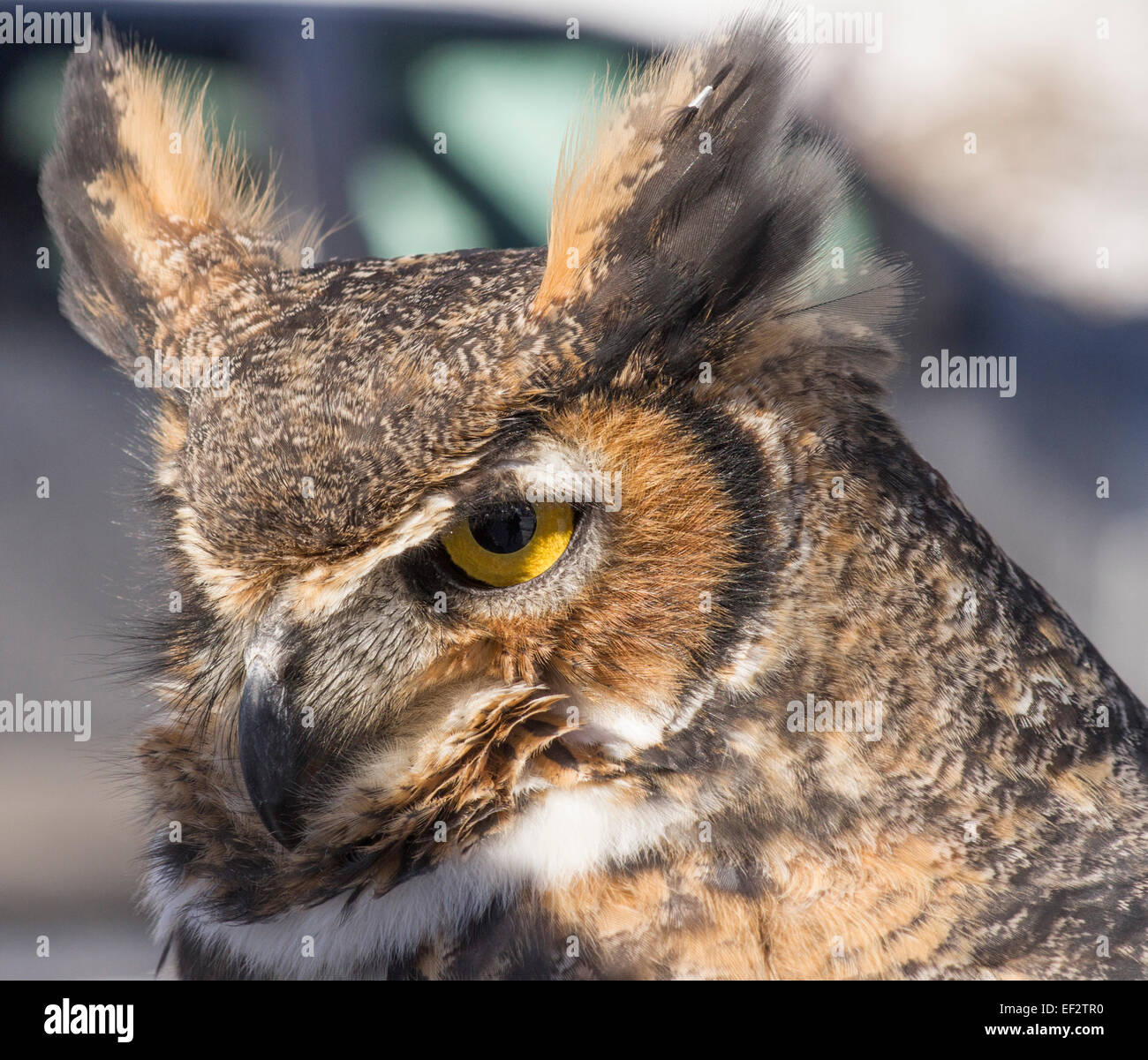 Close up of face of Great Horned Owl looking down Stock Photo - Alamy