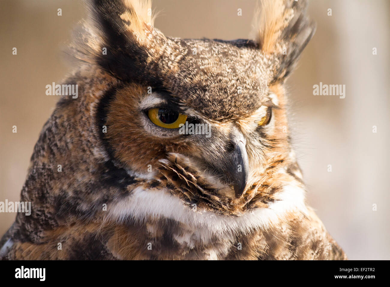 Great Horned Owl Face Side View