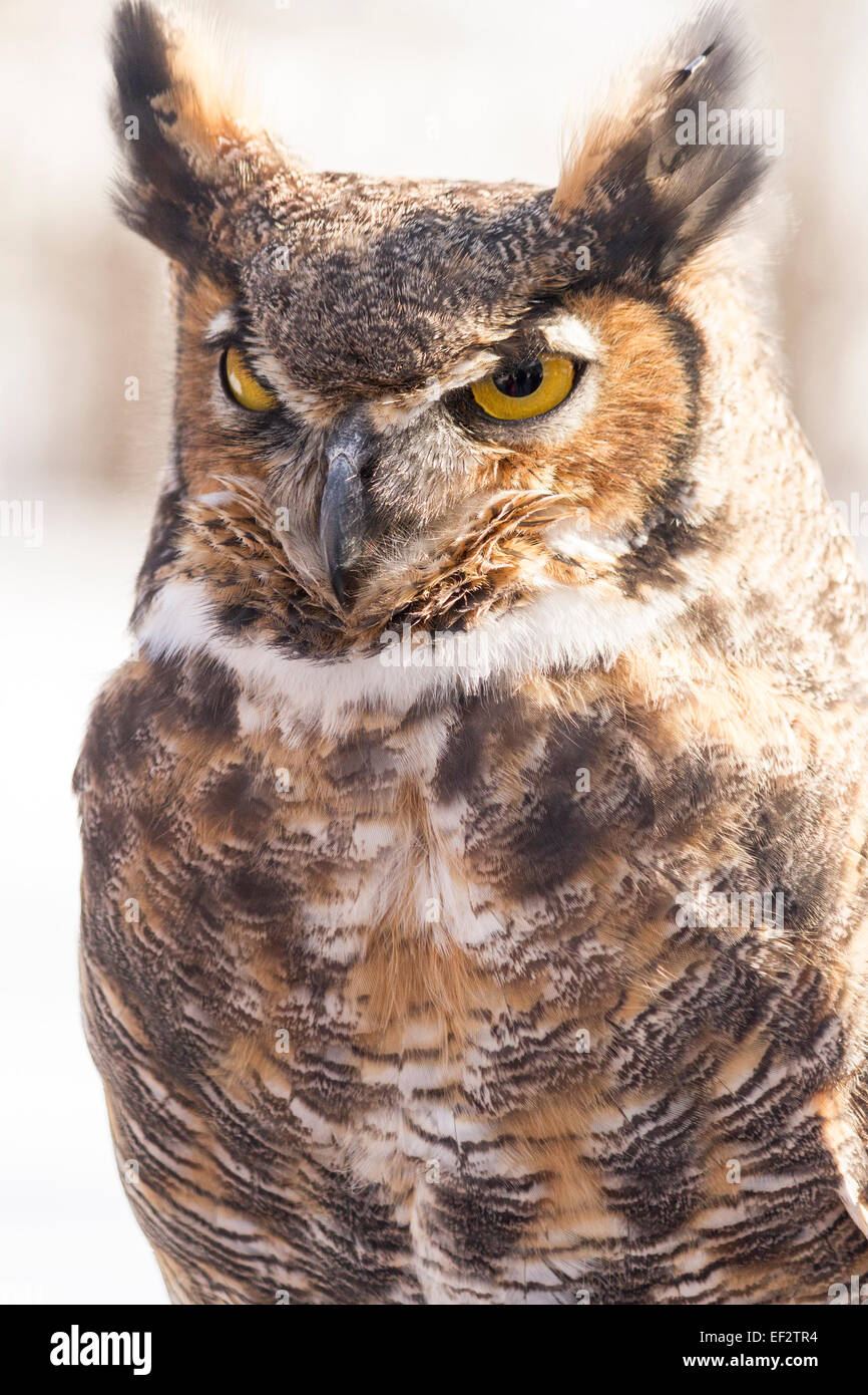 Great horned owl front view Stock Photo - Alamy