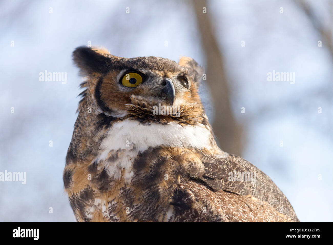 Great Horned Owl looking ahead Stock Photo - Alamy