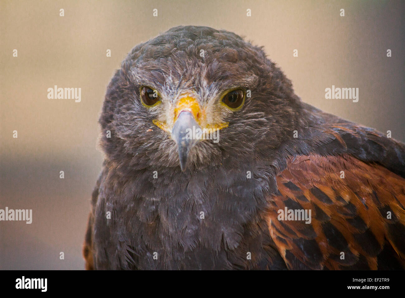 Facial view hi-res stock photography and images - Alamy