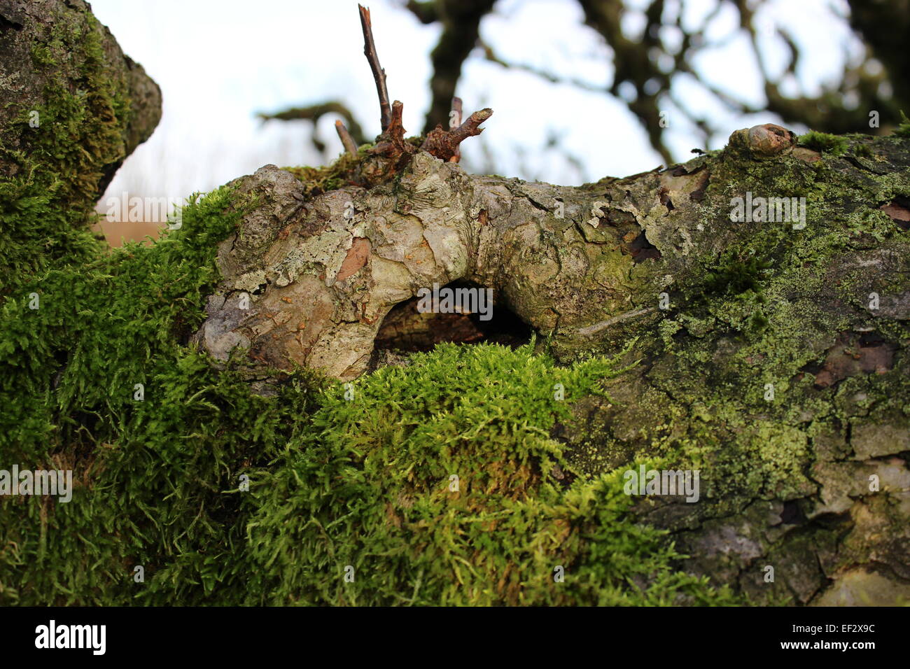 Hole in the branch hi-res stock photography and images - Alamy