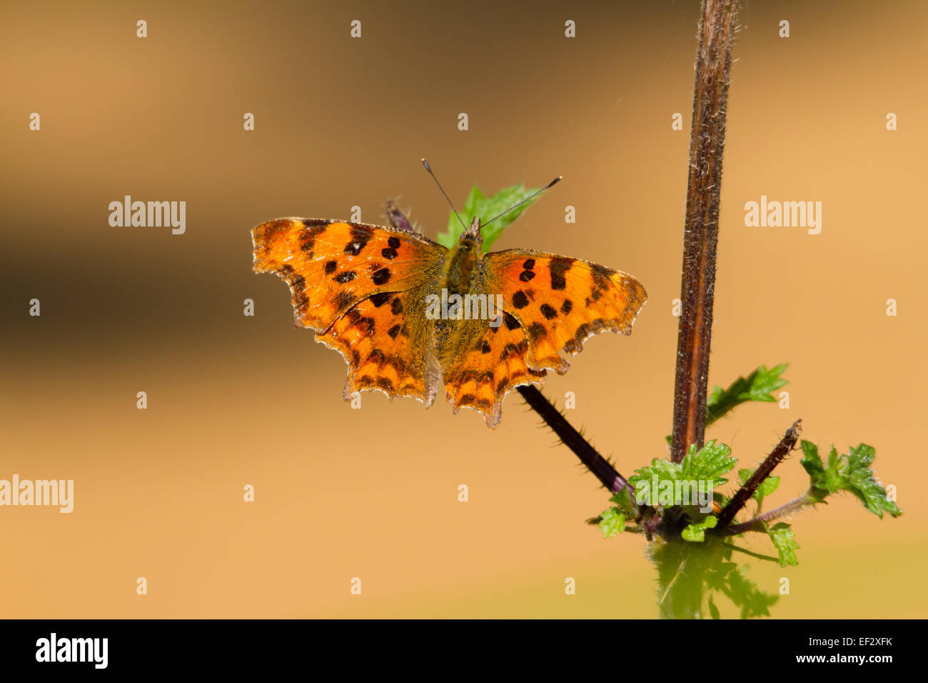 Family nymphalidae hi-res stock photography and images - Alamy