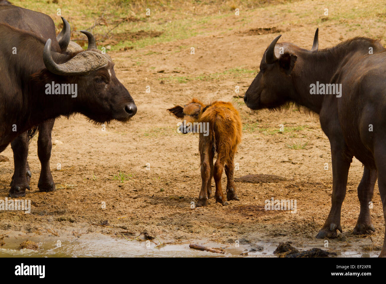 African buffalo baby hi-res stock photography and images - Alamy