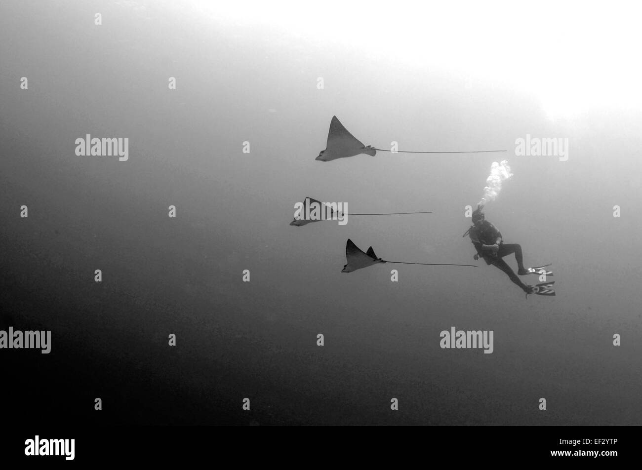 White spotted eagle rays hi-res stock photography and images - Alamy