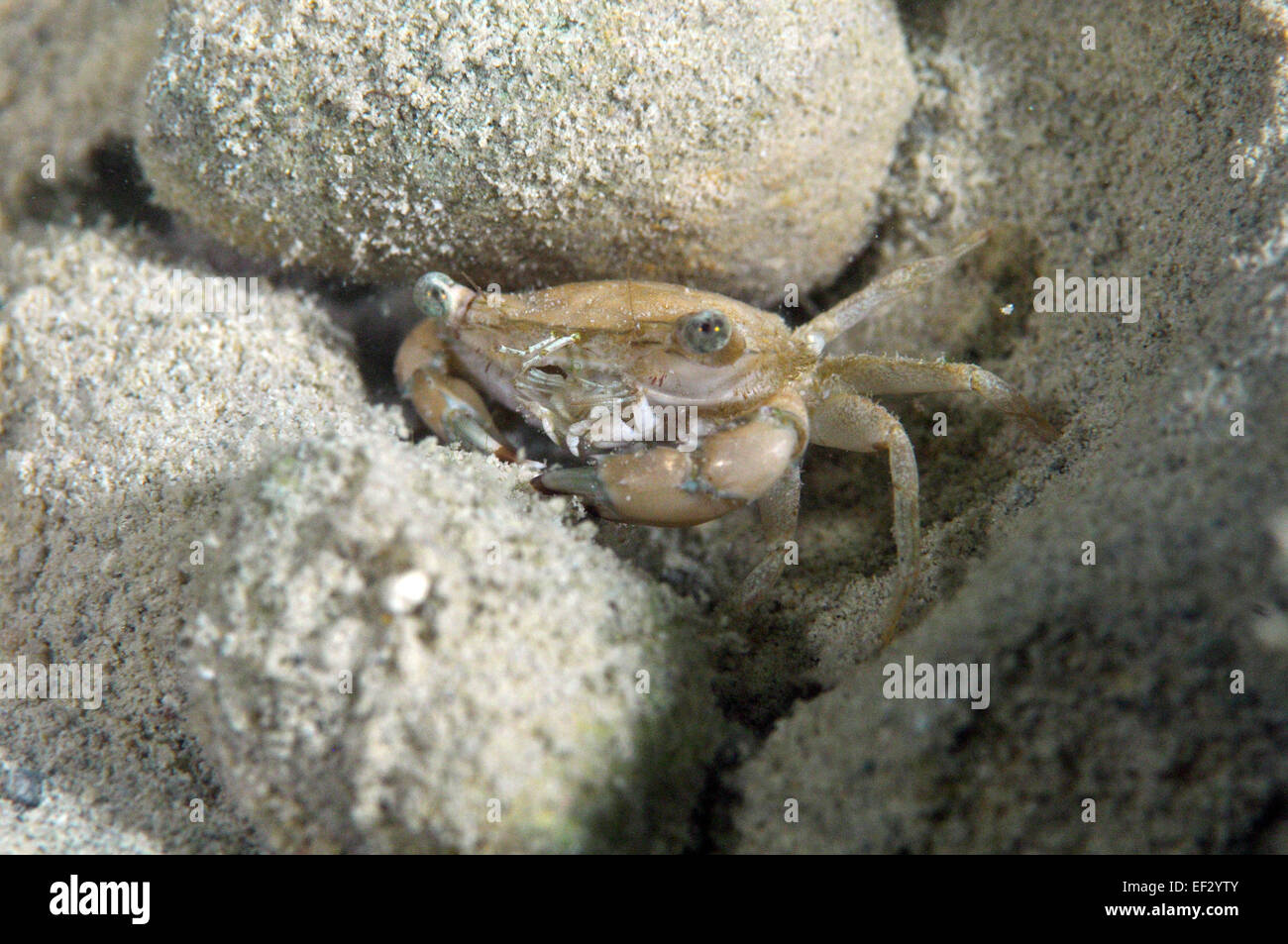 Swimming crab at night, Charybdis sp., Kaneohe Bay, Oahu, Hawaii Stock ...