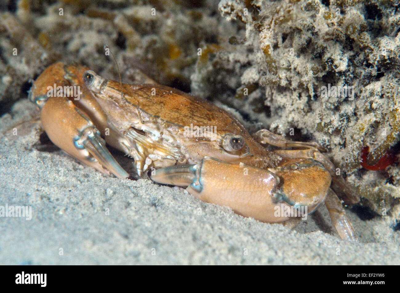 Swimming crab charybdis sp hi-res stock photography and images - Alamy