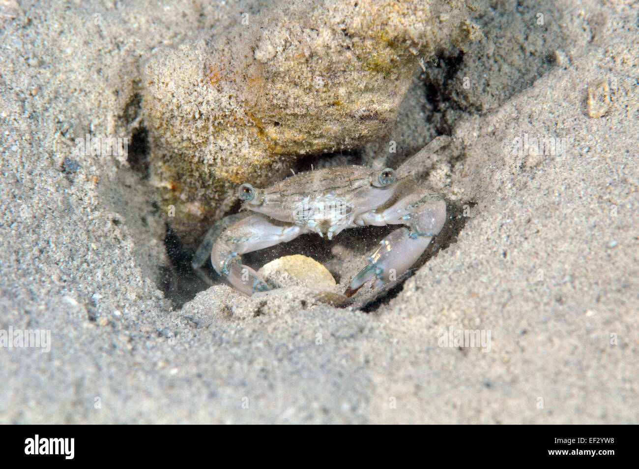 Swimming crab at night, Charybdis sp., Kaneohe Bay, Oahu, Hawaii Stock ...