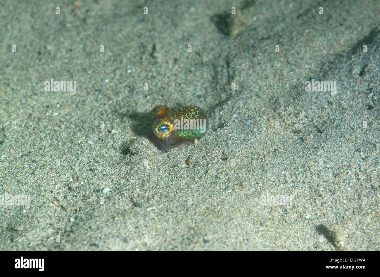 Bobtail squid hawaii hi-res stock photography and images - Alamy