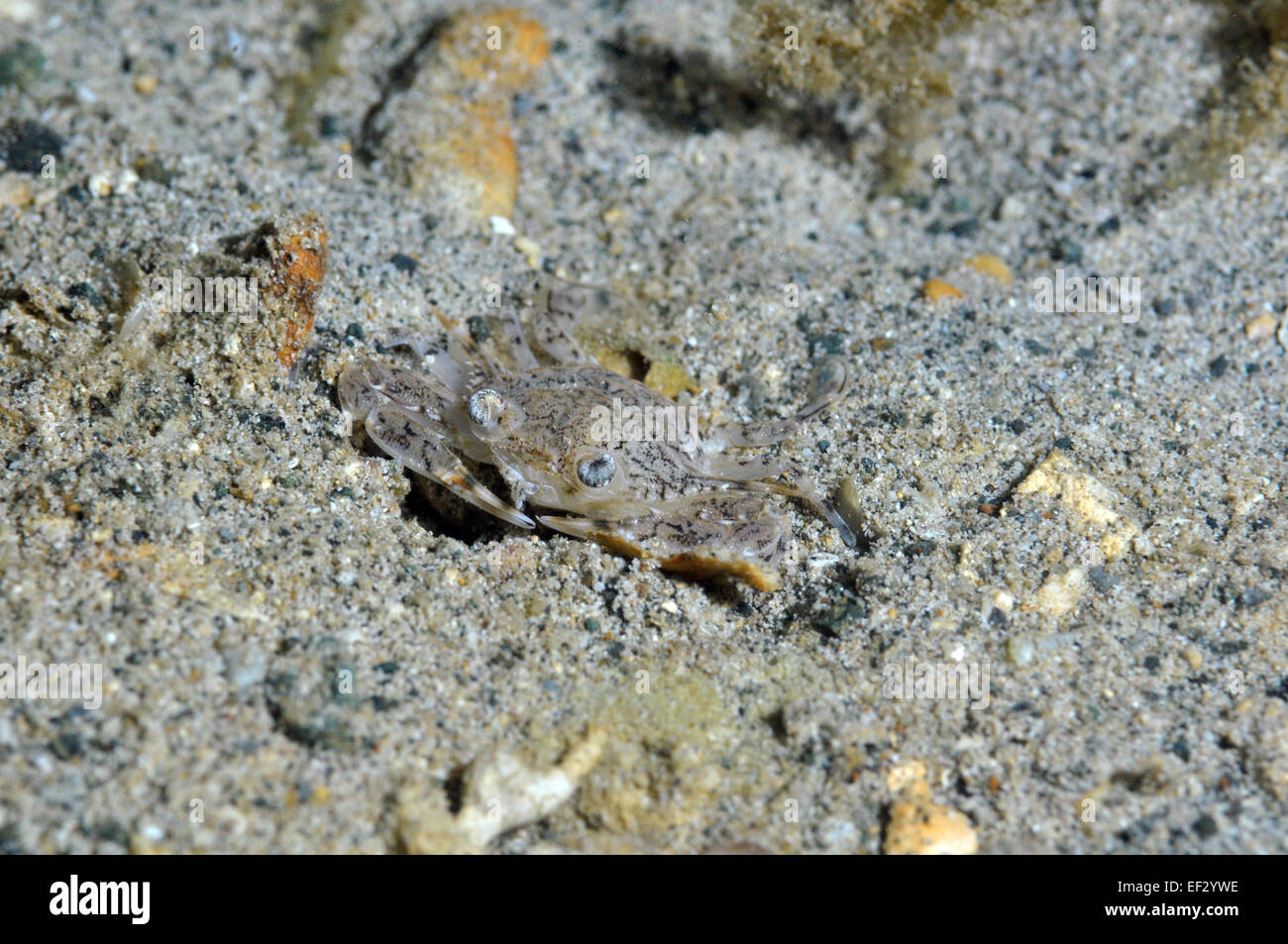 Blue-eyed rock crab, Percnon affine, Kaneohe Bay, Oahu, Hawaii Stock ...