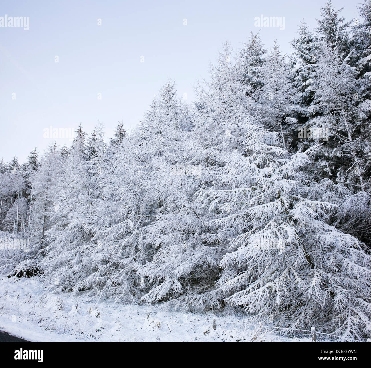 Spruce trees snow hi-res stock photography and images - Alamy