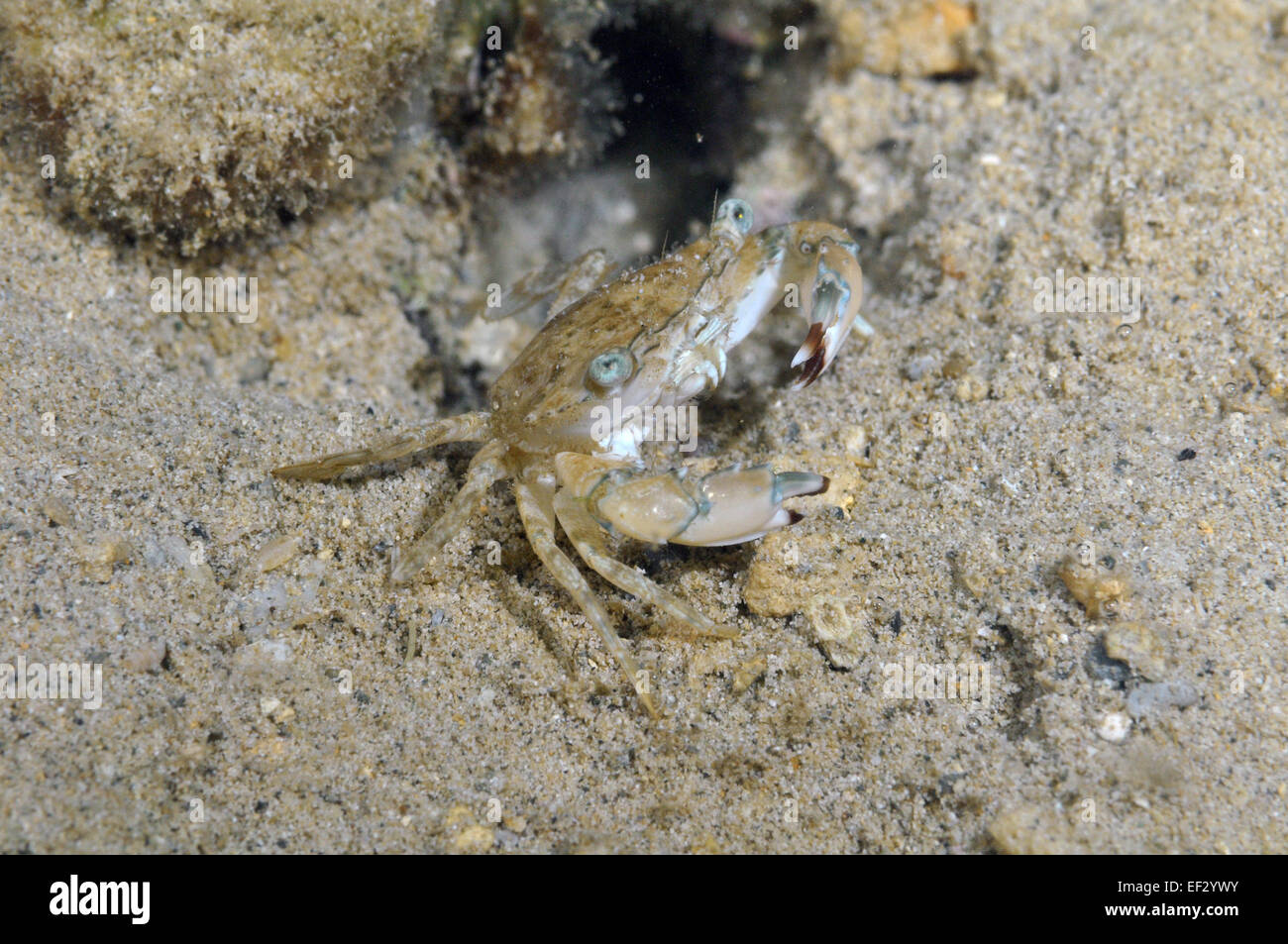 Swimming crab at night, Charybdis sp., Kaneohe Bay, Oahu, Hawaii Stock ...