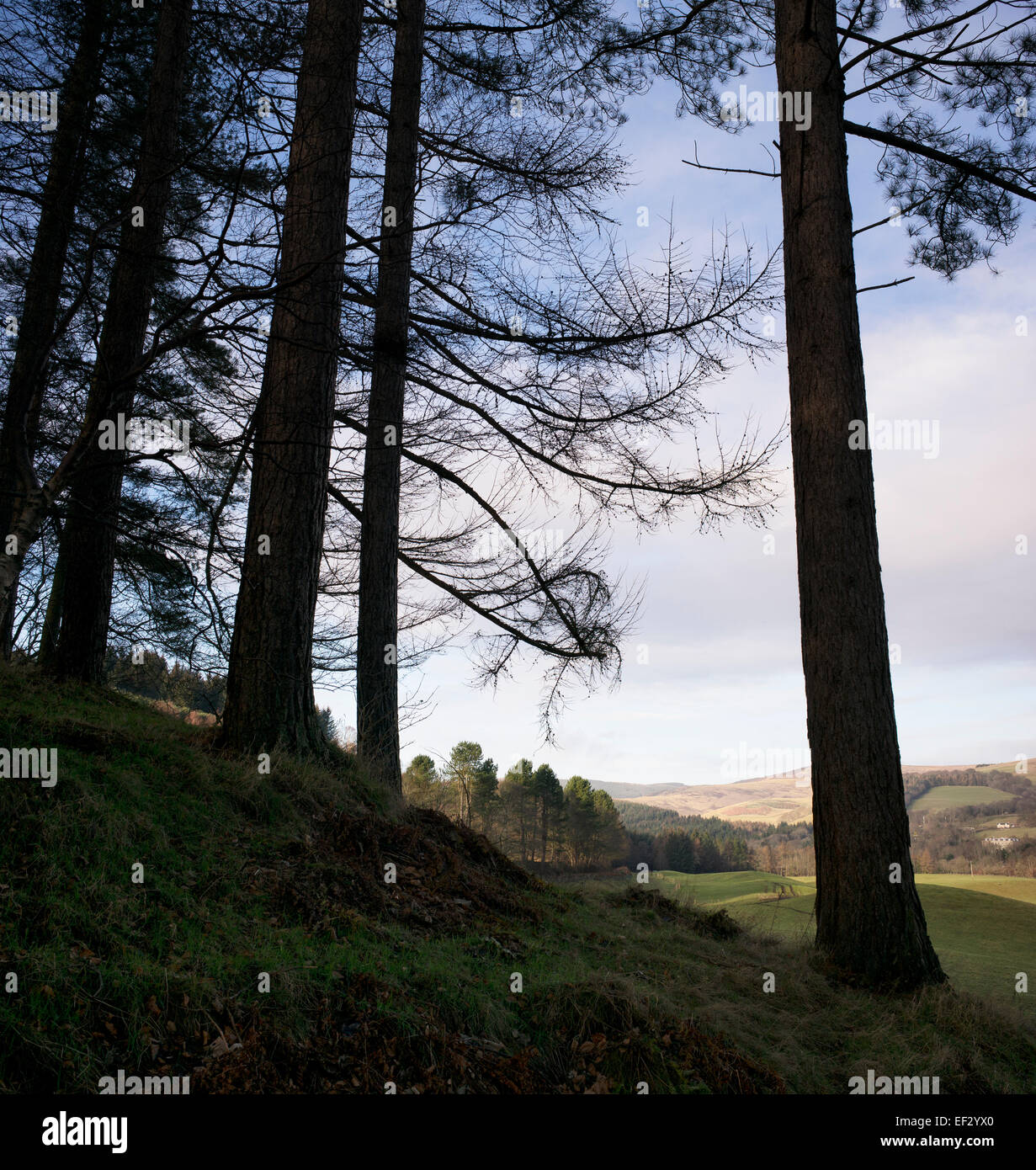 View through Scottish pine trees in winter. Selkirkshire. Scotland ...