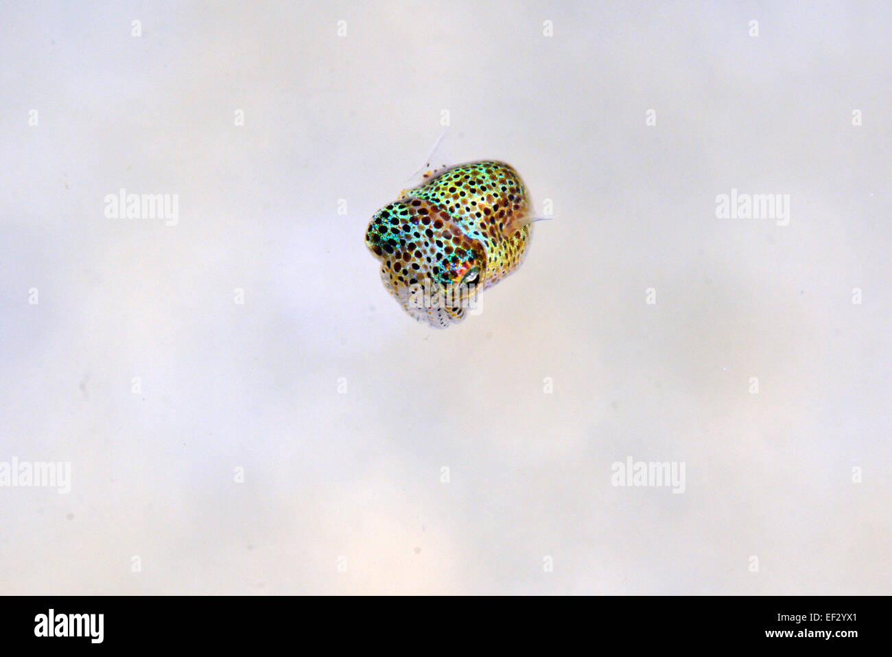 Hawaiian bobtail squid hi-res stock photography and images - Alamy
