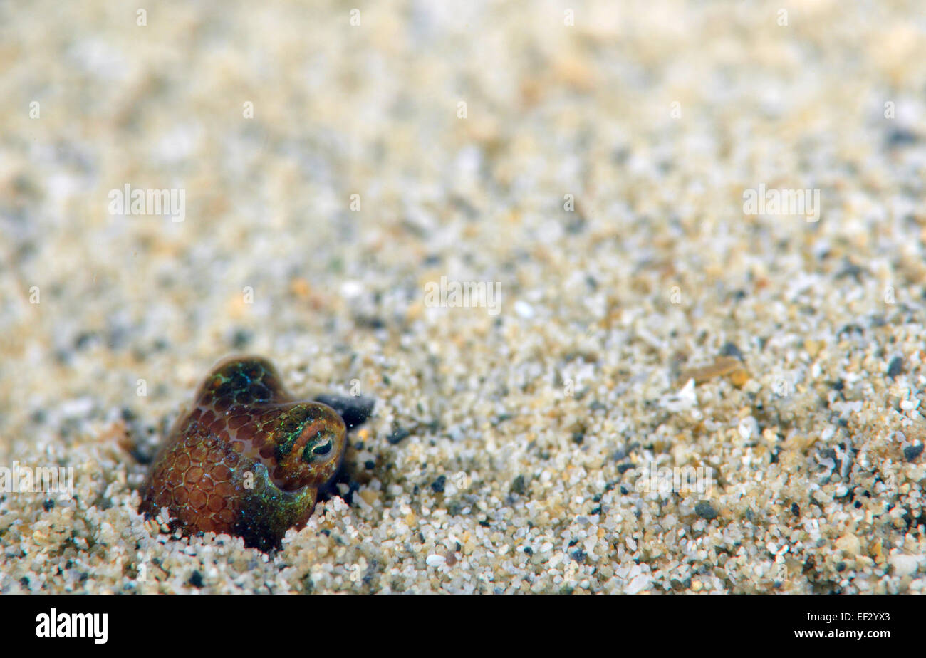 Bobtail squid hi-res stock photography and images - Alamy