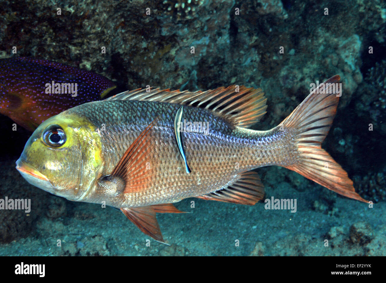 Bigeye emperor, Monotaxis grandoculis, being cleaned by bluestreak ...