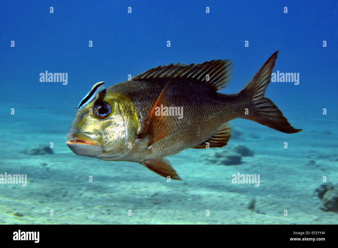 Bigeye emperor, Monotaxis grandoculis, being cleaned by bluestreak ...