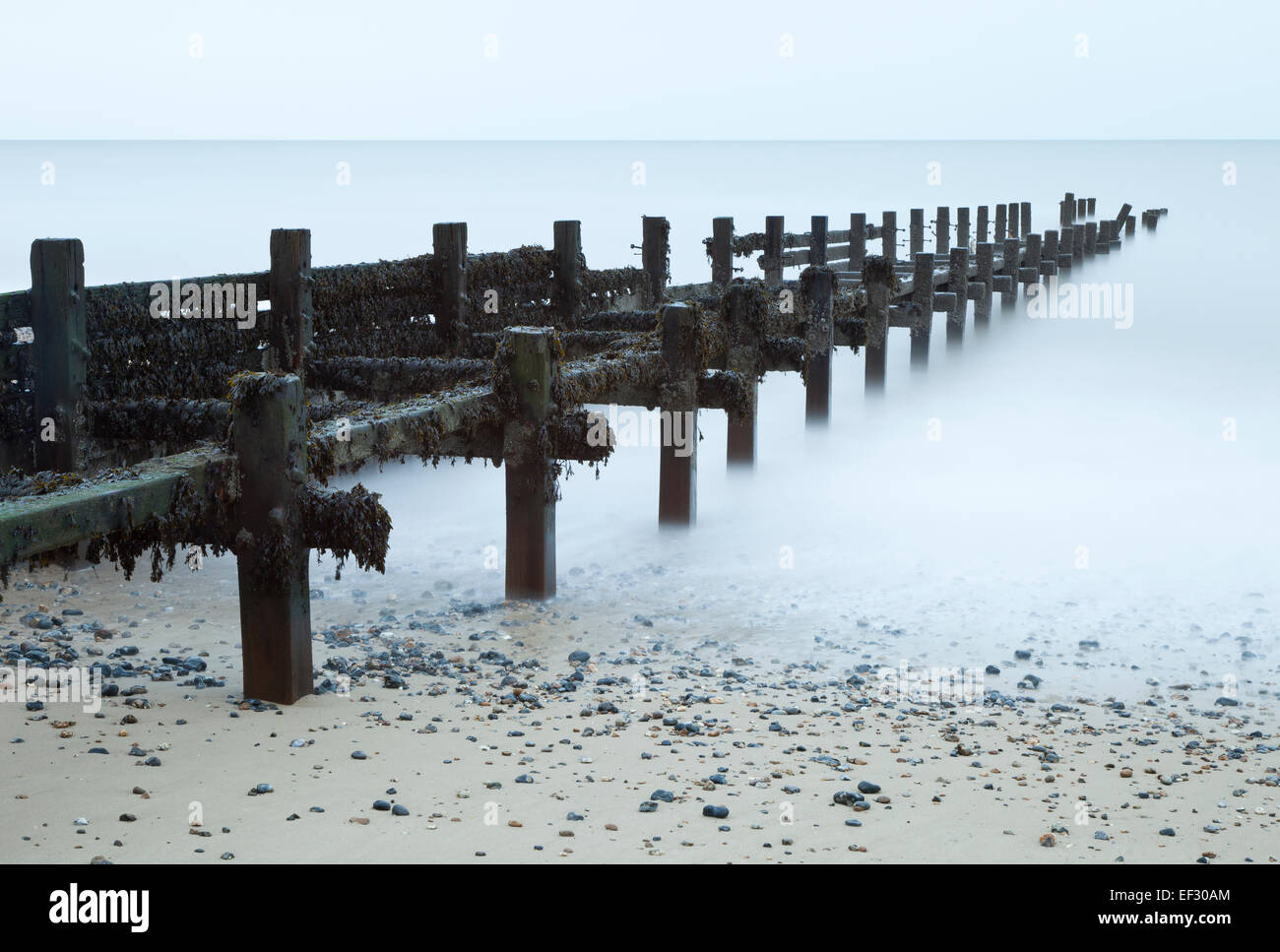 Seaweed on Groynes at Happisburgh Beach in Winter in Norfolk England ...