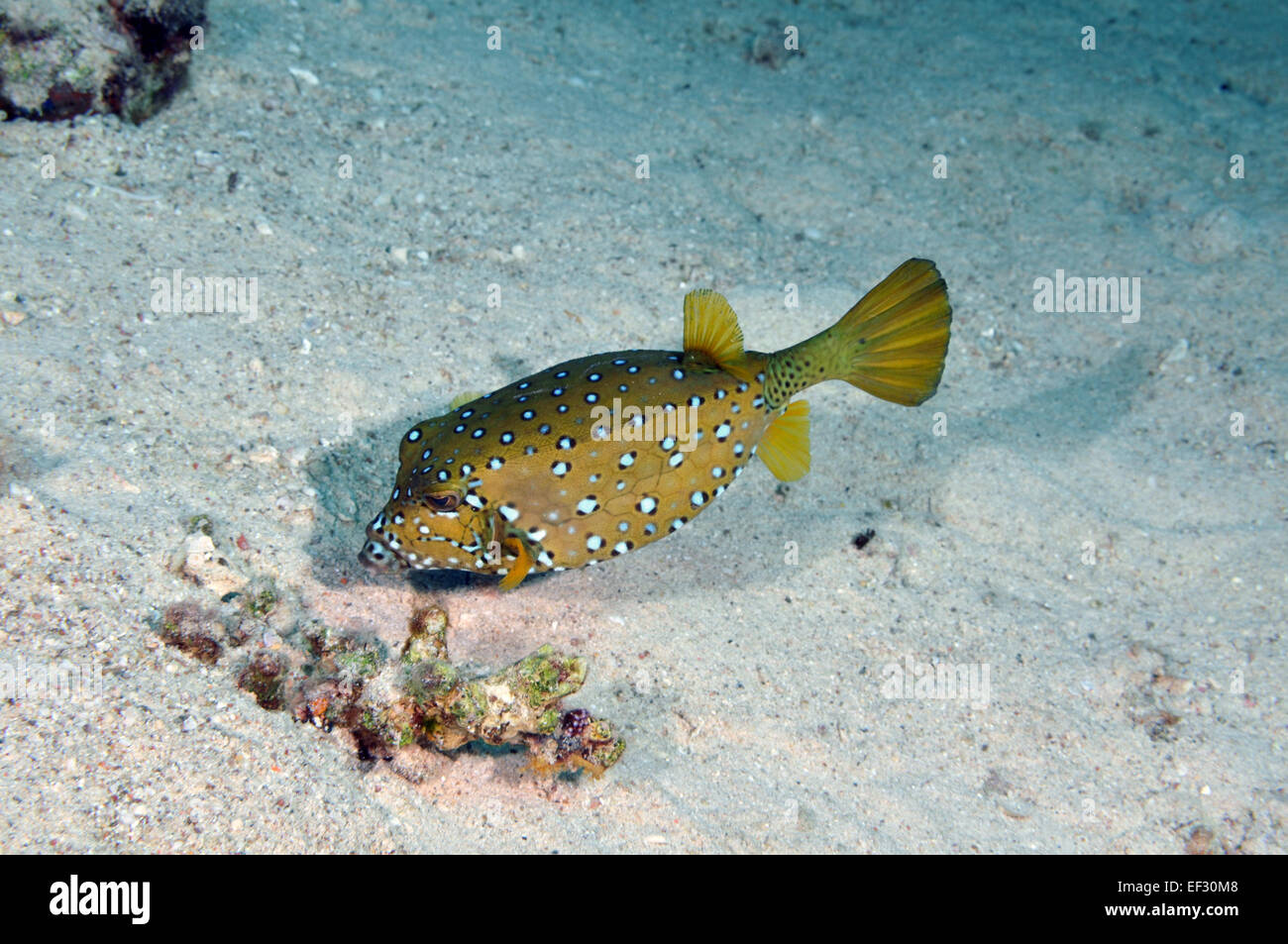 Yellow boxfish, Ostracion cubicus, young adult coloration, Eilat, Red ...