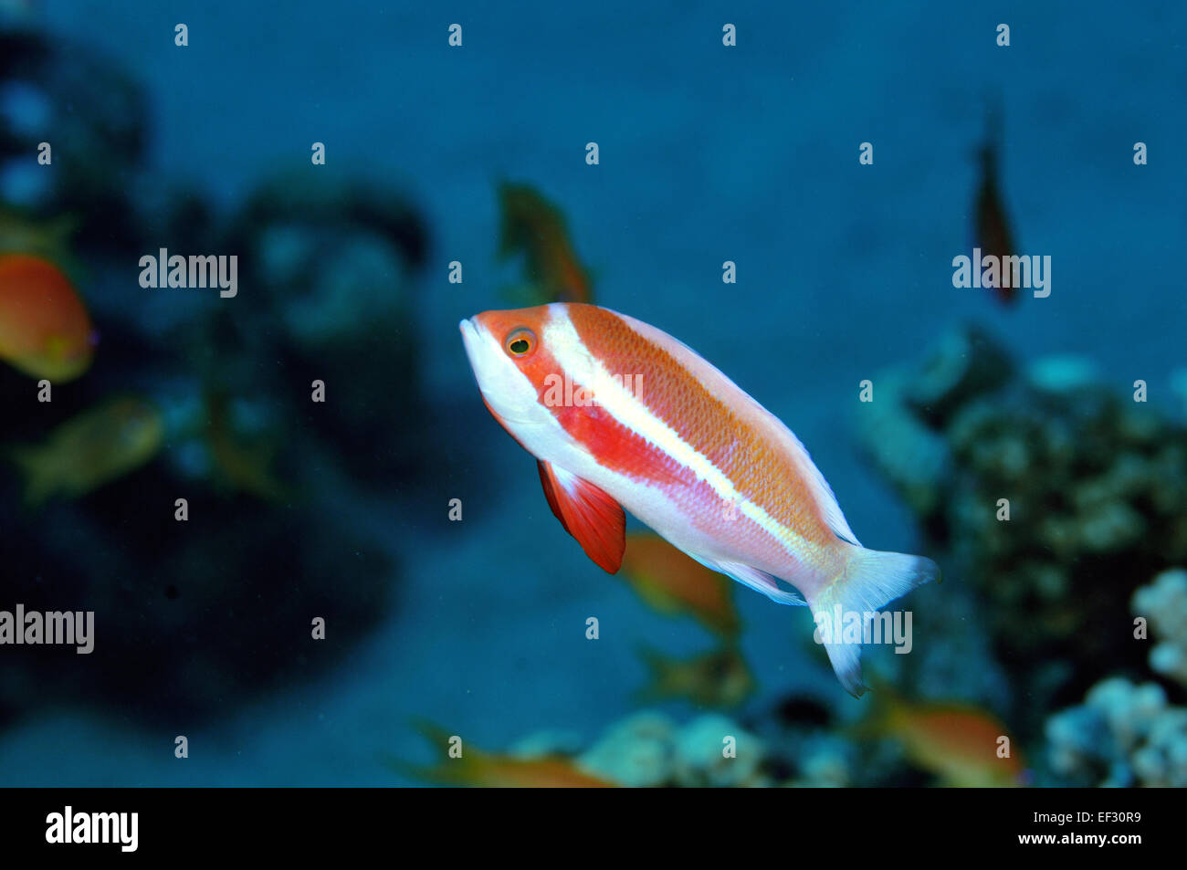 Anthias taeniatus hi-res stock photography and images - Alamy