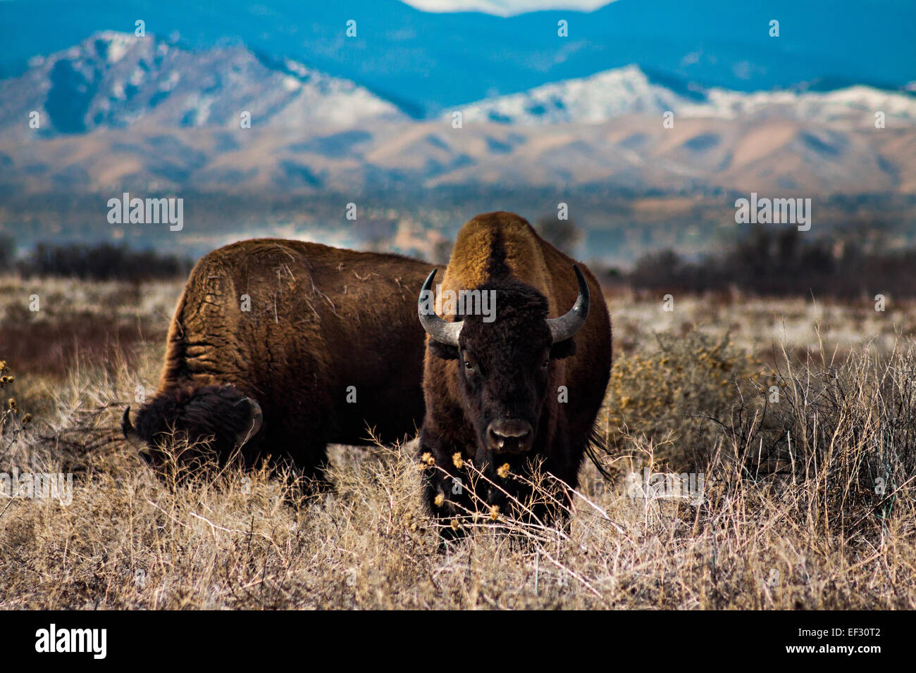 Two Bison in tall grass with mountains in distance. Rocky Mountain ...
