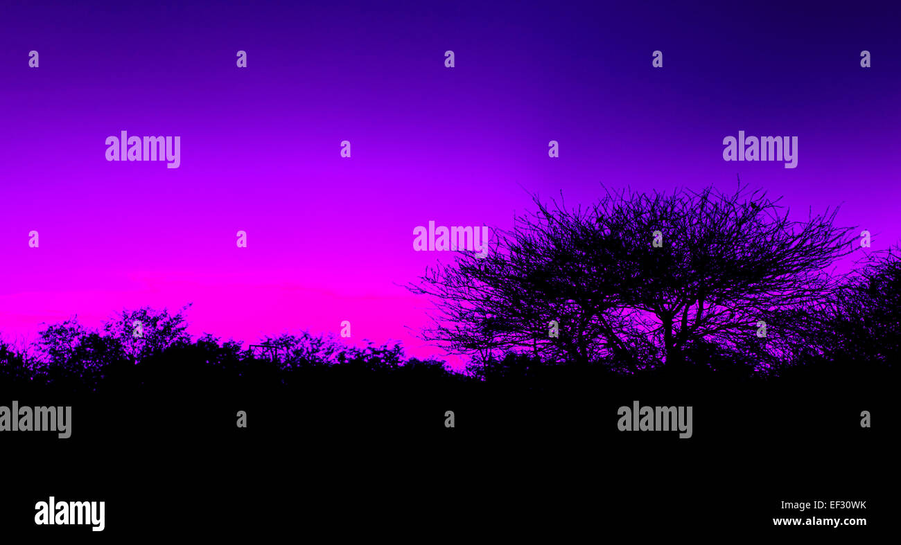 Picturesque tree and bushes silhouette over sunset, purple Stock Photo ...