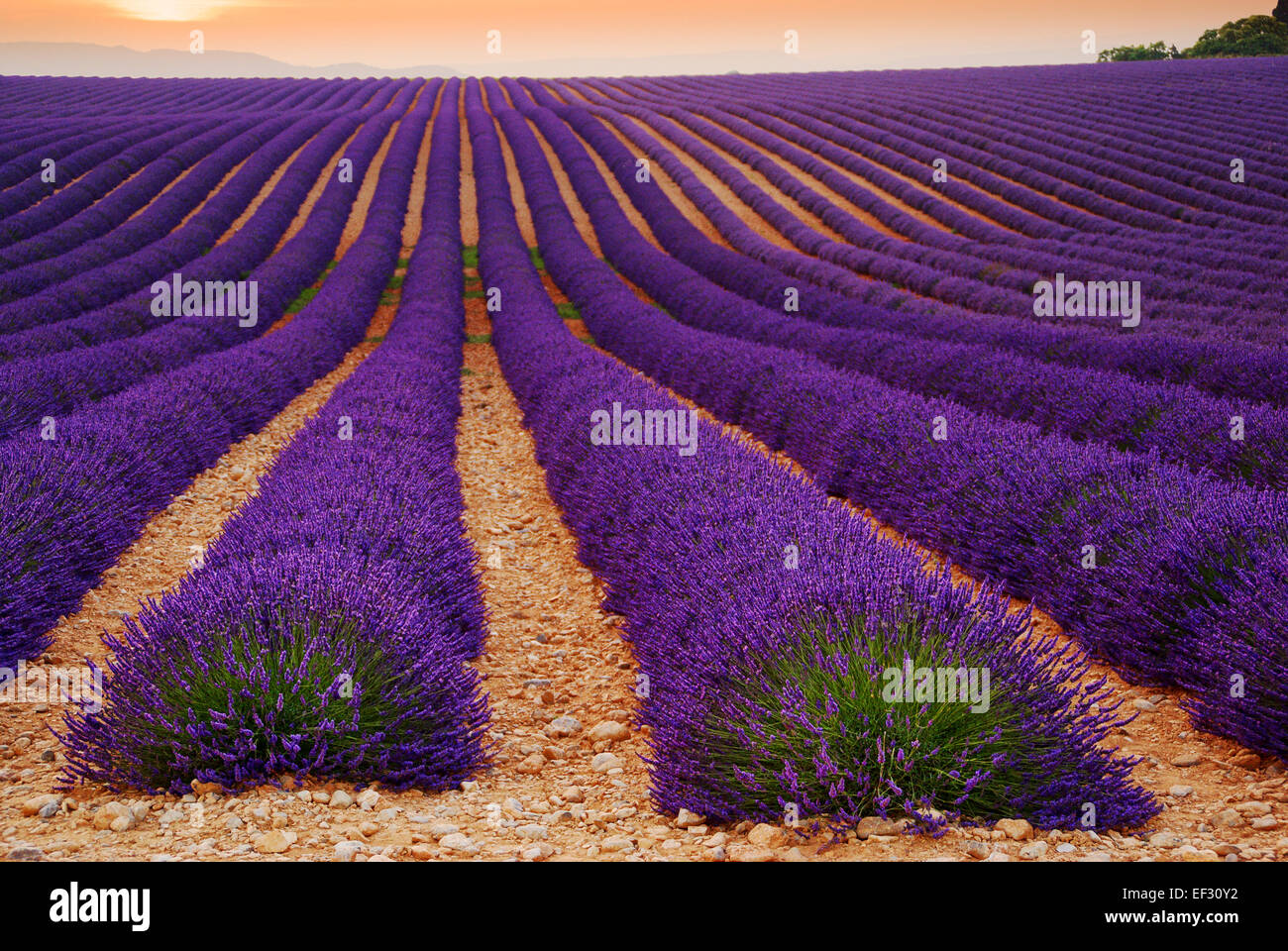 Lavender, field, sunset, flowers, plants, lines, rows, bloom Stock ...