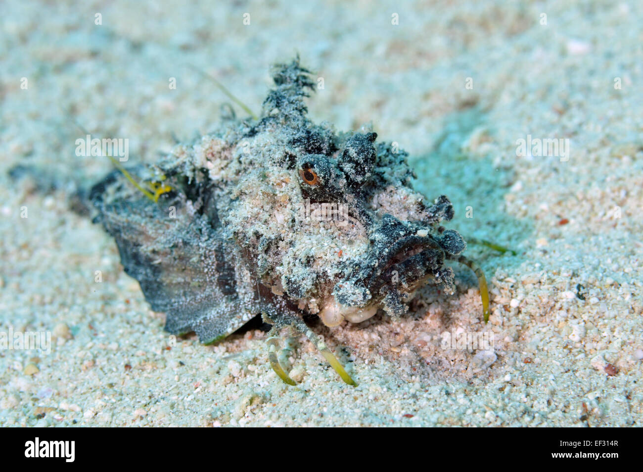 Devilfish hi-res stock photography and images - Alamy